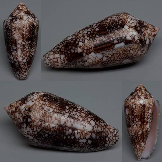 shellauction.net :: Conus canonicus - 3701466