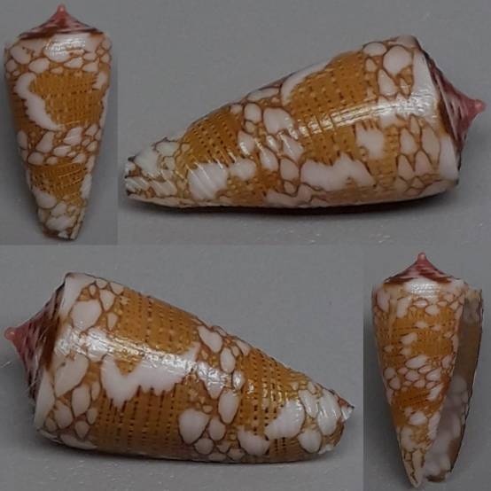 shellauction.net :: Conus nobilis victor - 3701473