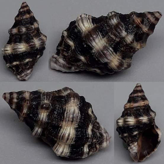 shellauction.net :: Engina sp. - 3701475