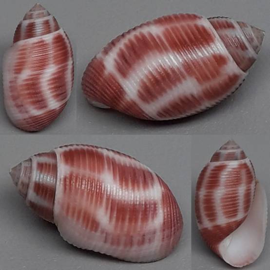 shellauction.net :: Acteon fabreanus - 3701492