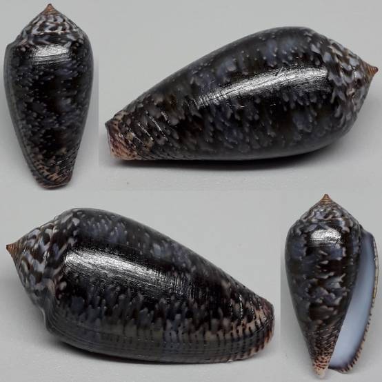 shellauction.net :: Conus monachus - 3701498