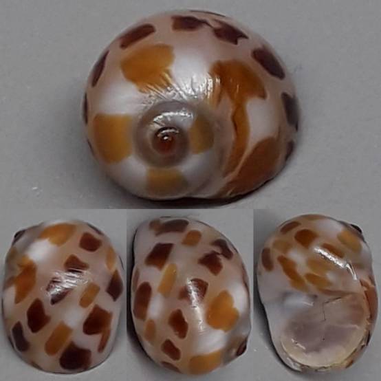 shellauction.net :: Natica sp. - 3701554