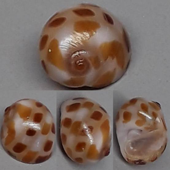 shellauction.net :: Natica sp. - 3701555