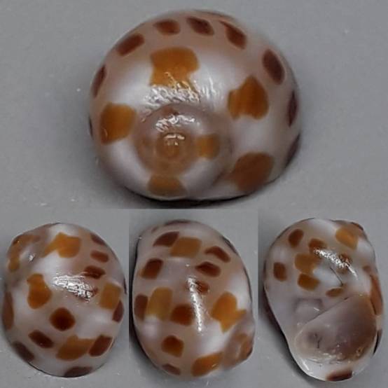 shellauction.net :: Natica sp. - 3701556