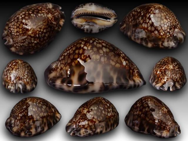 shellauction.net :: Mauritia maculifera f. hawaiiensis - 3701591