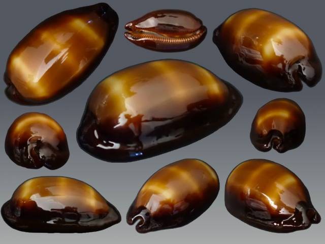 shellauction.net :: Talparia talpa talpa - 3701592