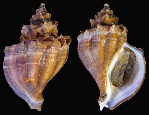 shellauction.net :: Neptunea cumingii - 3701599