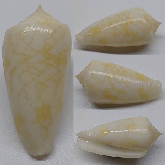 shellauction.net :: Conus wittigi - 3701692