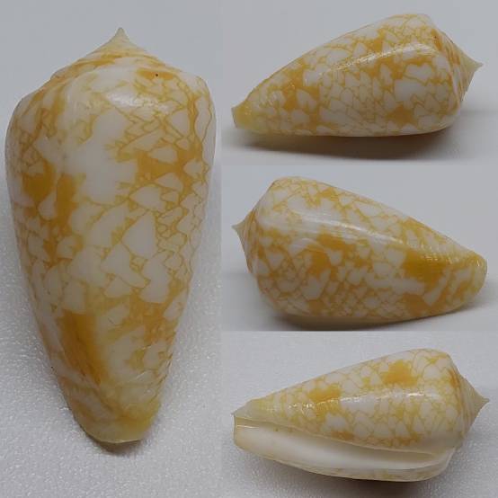 shellauction.net :: Conus wittigi - 3701693