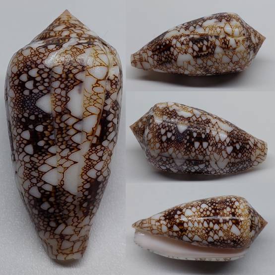 shellauction.net :: Conus canonicus - 3701725