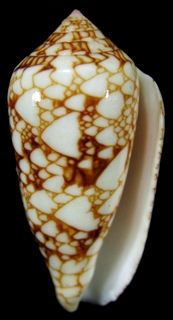 shellauction.net :: Conus canonicus - 3701884
