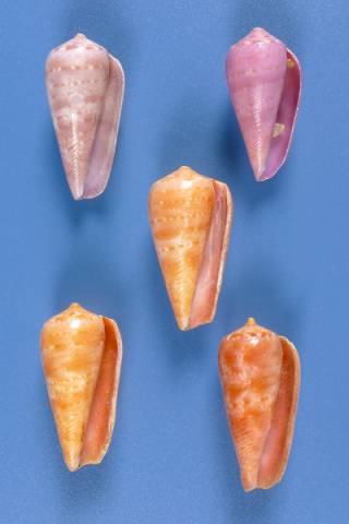 shellauction.net :: Conus solangeae - 3701917