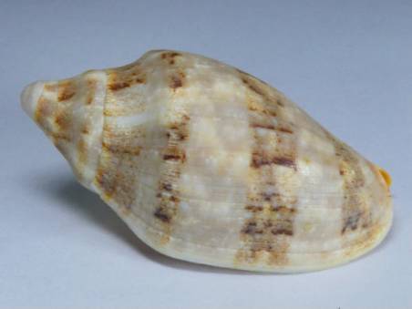 shellauction.net :: Cymbiola rutila ruckeri - 3702030