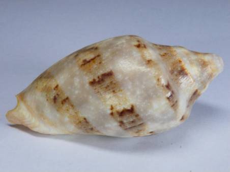 shellauction.net :: Cymbiola rutila ruckeri - 3702030
