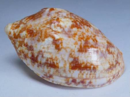 shellauction.net :: Cymbiola rutila macgillivrayi - 3702031
