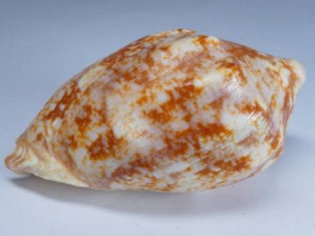shellauction.net :: Cymbiola rutila macgillivrayi - 3702031