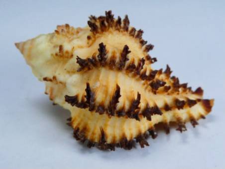 shellauction.net :: Hexaplex stainforthi - 3702125