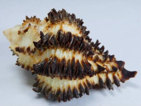 shellauction.net :: Hexaplex stainforthi - 3702126