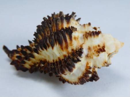 shellauction.net :: Hexaplex stainforthi - 3702126