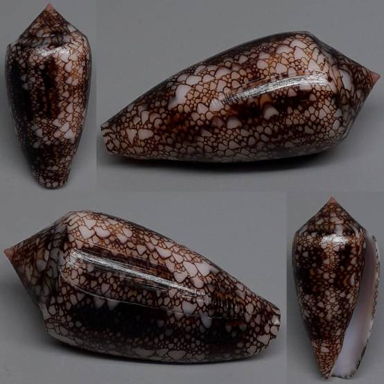 shellauction.net :: Conus canonicus - 3702272