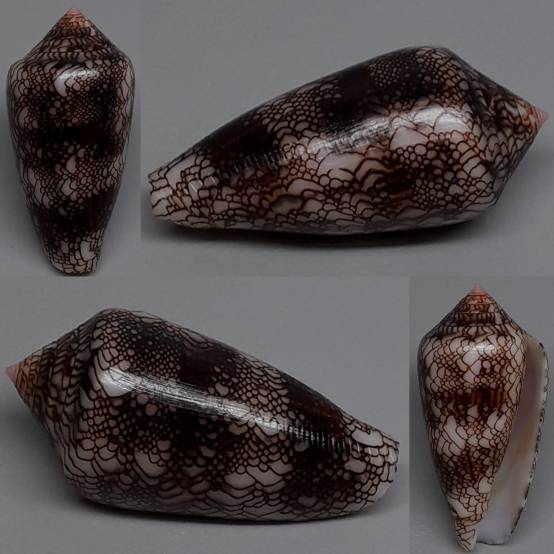 shellauction.net :: Conus canonicus - 3702273