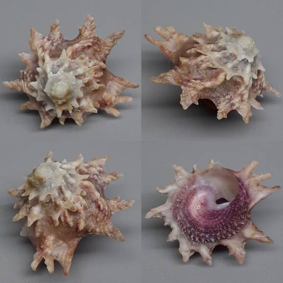 shellauction.net :: Astralium rhodostomum - 3702311