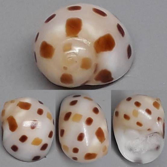 shellauction.net :: Natica sp. - 3702321