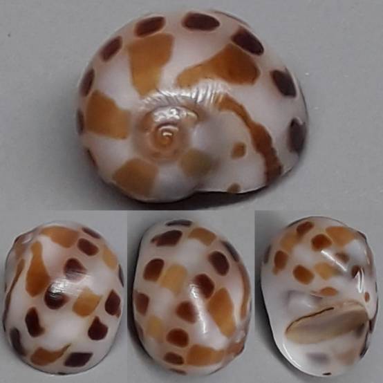 shellauction.net :: Natica sp. - 3702322