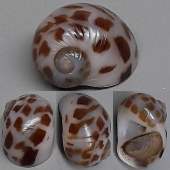 shellauction.net :: Natica sp. - 3702323