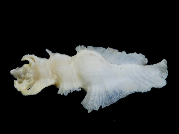 shellauction.net :: Pterynotus elongatus - 3702360