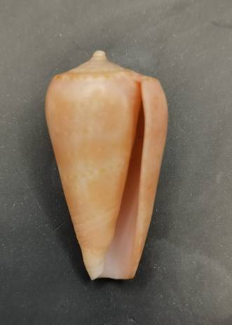 shellauction.net :: Conus solangeae - 3702391