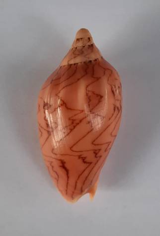 shellauction.net :: Cymbiola mariaemma - 3702410