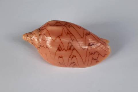 shellauction.net :: Cymbiola mariaemma - 3702410