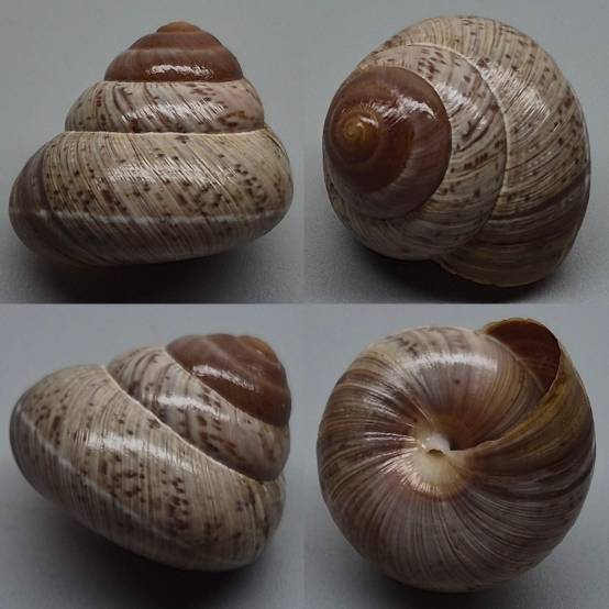 shellauction.net :: Xesta tomiana - 3702526