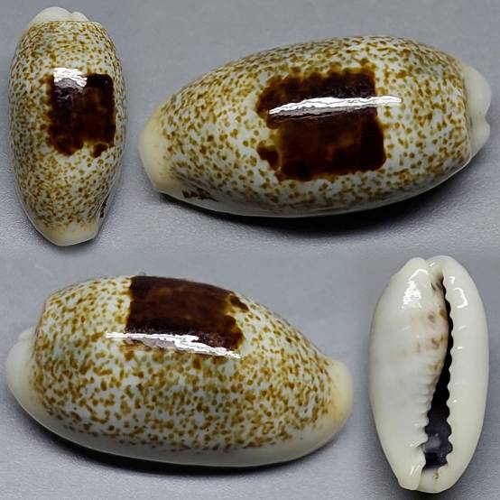 shellauction.net :: Erronea errones - 3702650