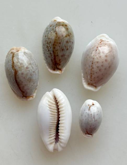 shellauction.net :: Naria boivinii - 3702750