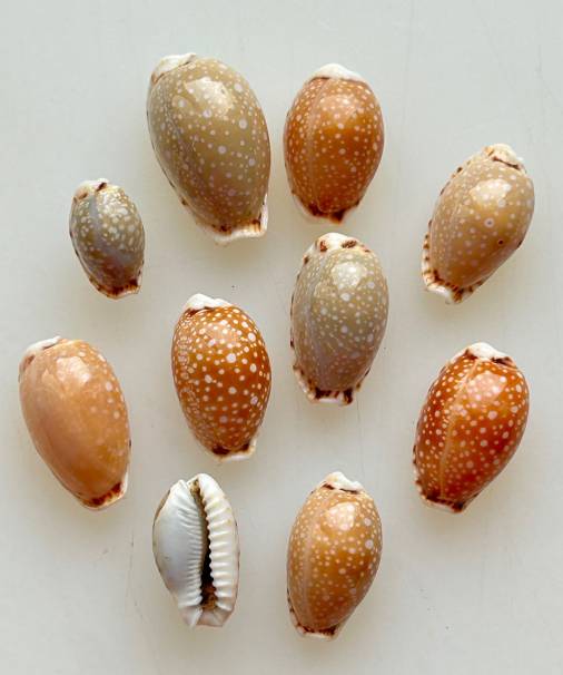 shellauction.net :: Naria labrolineata - 3702786