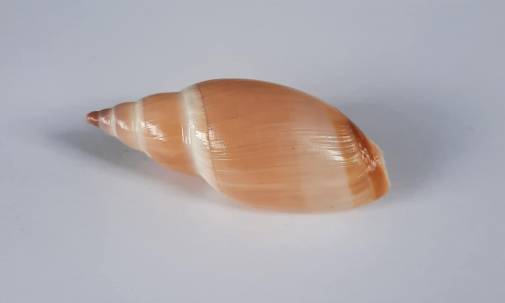 shellauction.net :: Ancillista cingulata - 3702868