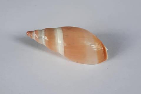 shellauction.net :: Ancillista cingulata - 3702870