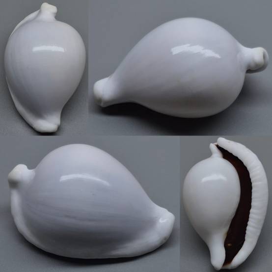 shellauction.net :: Ovula ovum - 3703031