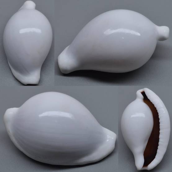 shellauction.net :: Ovula ovum - 3703032