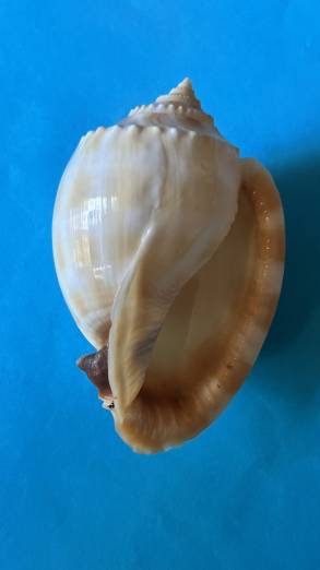 shellauction.net :: Semicassis thompsoni - 3703037