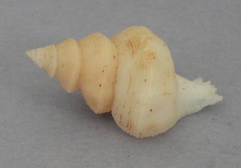 shellauction.net :: Mipus eugeniae - 3703107