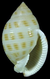 shellauction.net :: Semicassis microstoma - 3703140