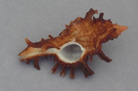 shellauction.net :: Chicoreus bourguignati - 3703300