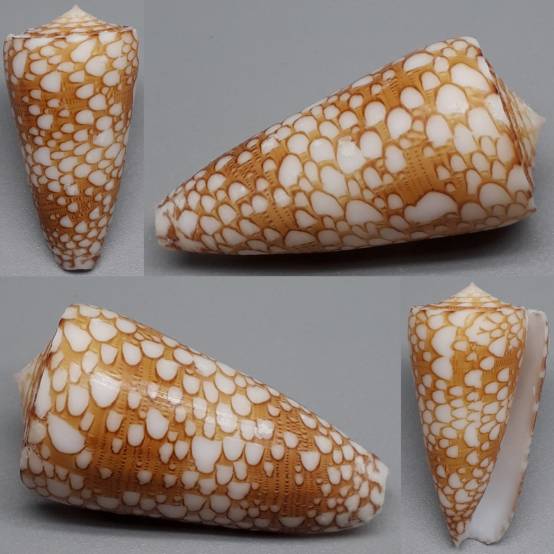 shellauction.net :: Conus nobilis - 3703482