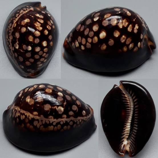 shellauction.net :: Mauritia mauritiana - 3703569