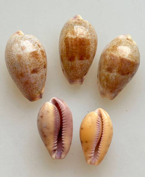 shellauction.net :: Contradusta walkeri - 3703643