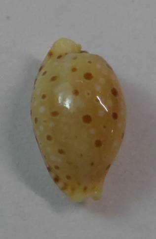 shellauction.net :: Naria beckii - 3703760