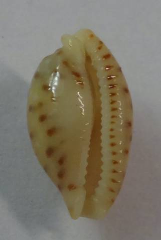 shellauction.net :: Naria beckii - 3703760